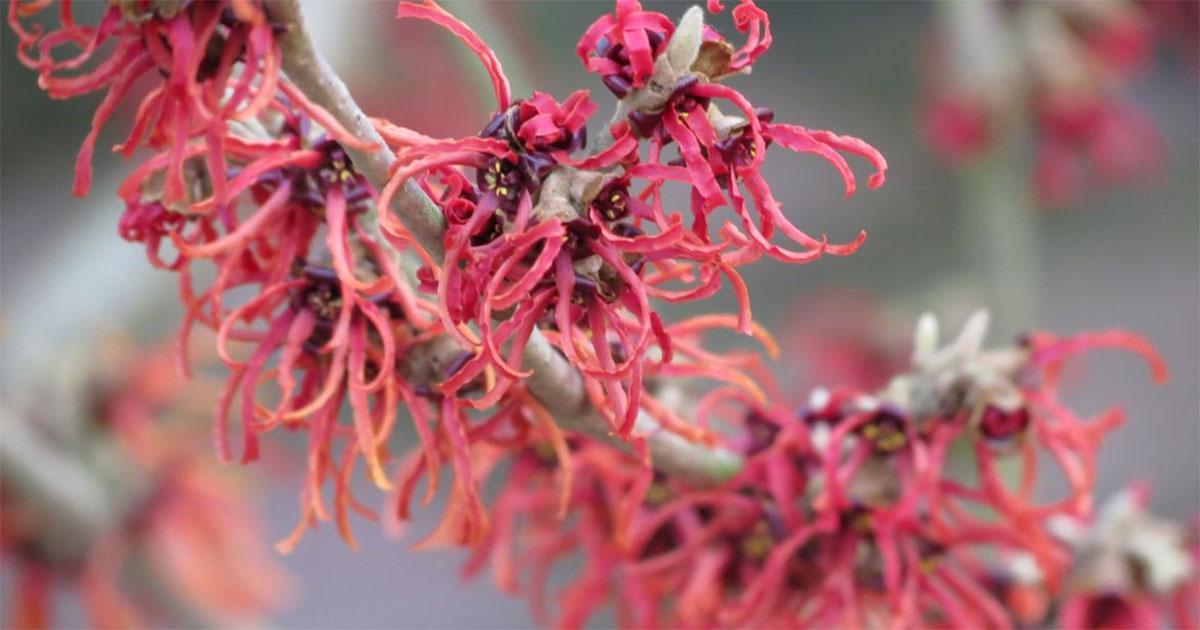 Jardinerie - 3 nouveaux arbustes remarquables • Gourdange